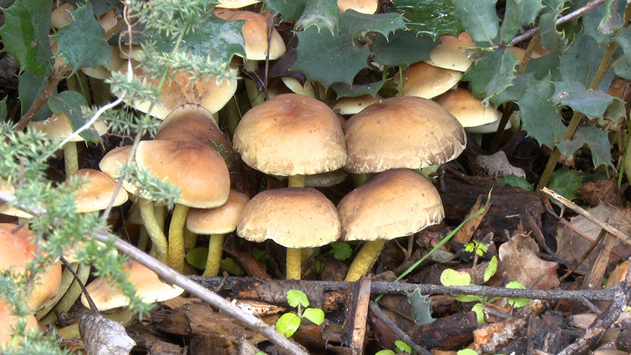 ¿Hongo o seta? Un acercamiento a la micología con el Centro de ...